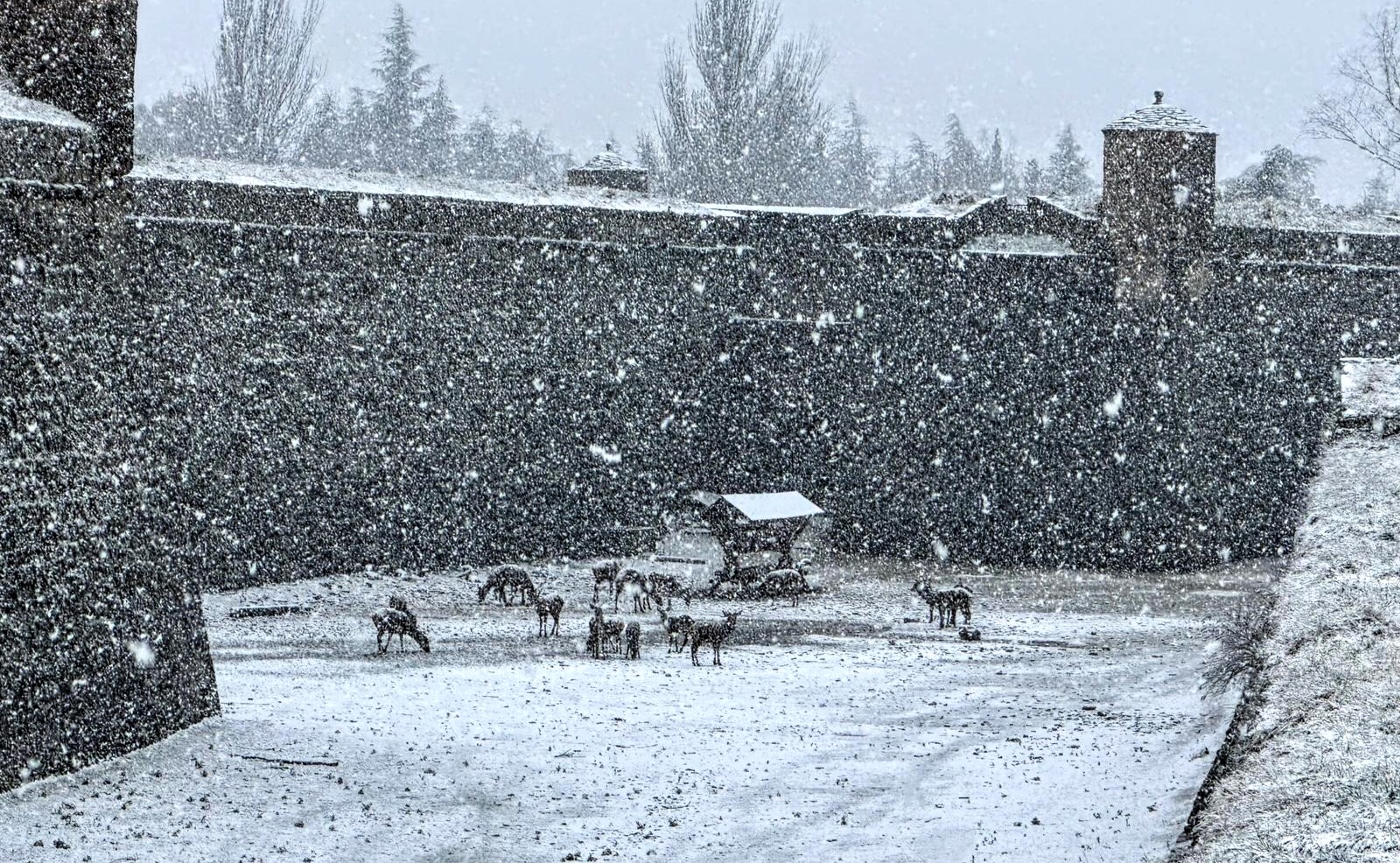 La nieve llega a Jaca: las primeras imágenes de la nevada